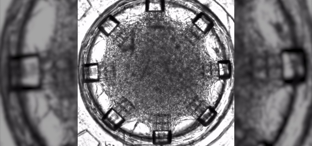 3d Bioprinted Human Skin - The Future of Cosmetic Testing - BICO - The ...