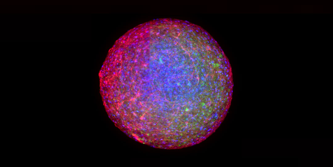 Beyond Animal Testing: NIH Guidelines Encourage the Move to 3D Cell ...